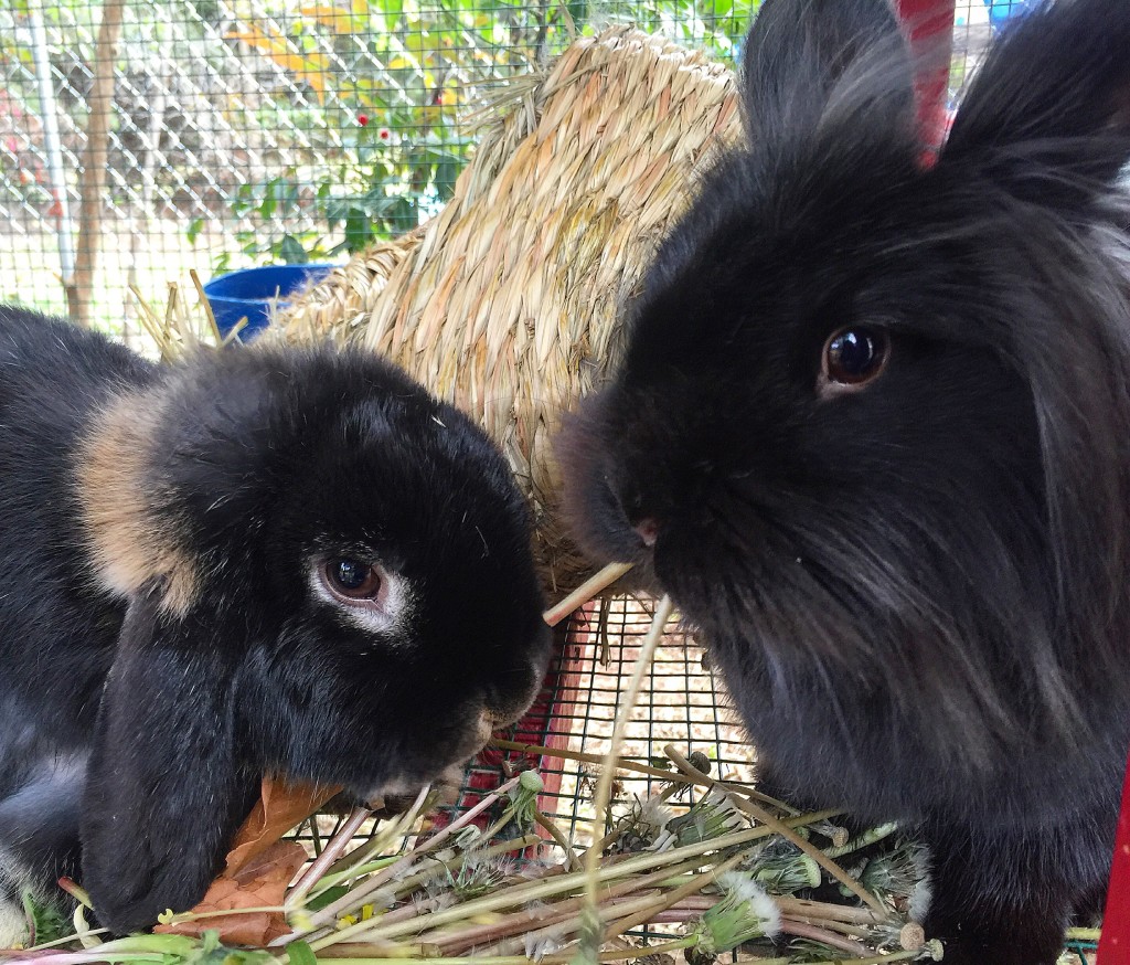How about a glimpse at the 4 day old bunnies?! • Food for a Year: